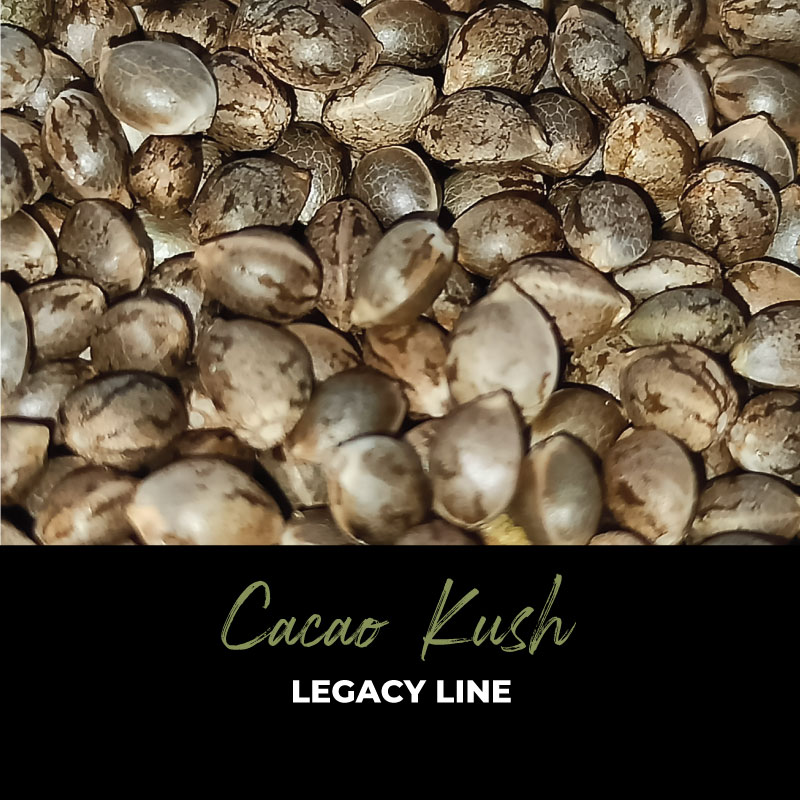 Cacao Kush - Legacy Line regular cannabis seeds - Bubba Kush x Purp ...