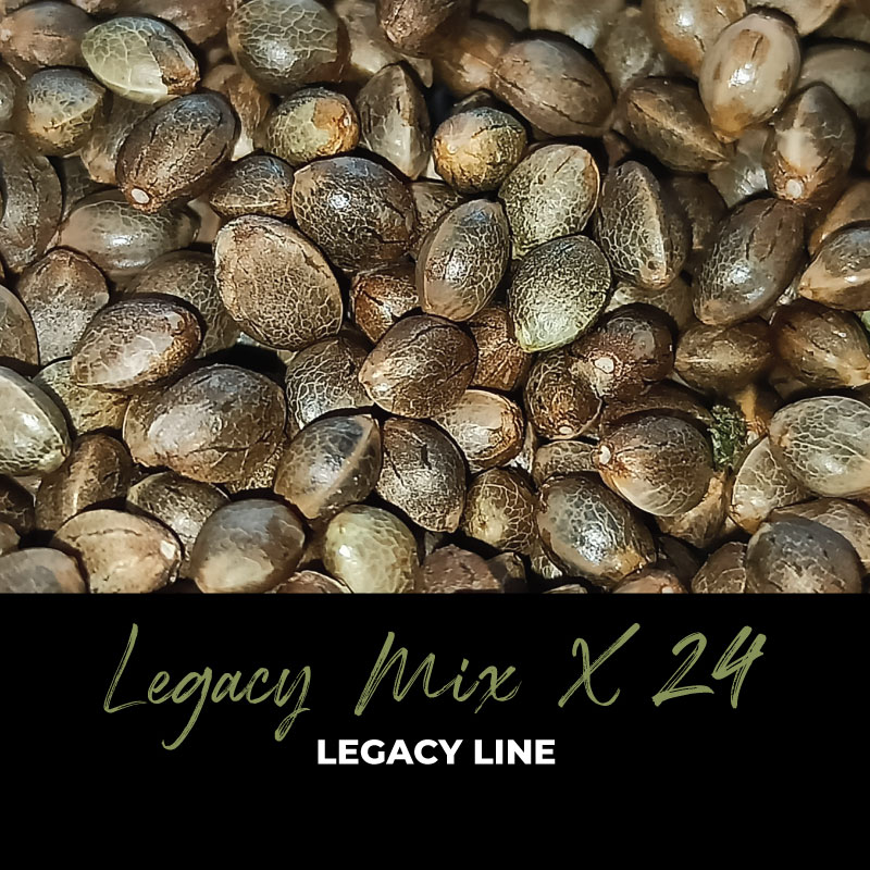 Legacy Mix x24 - Mix regular cannabis seeds - 3 seeds of each Legac...