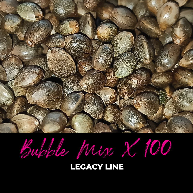 Bubble Mix x100 - Mix regular cannabis seeds - 25 seeds of each Bub...