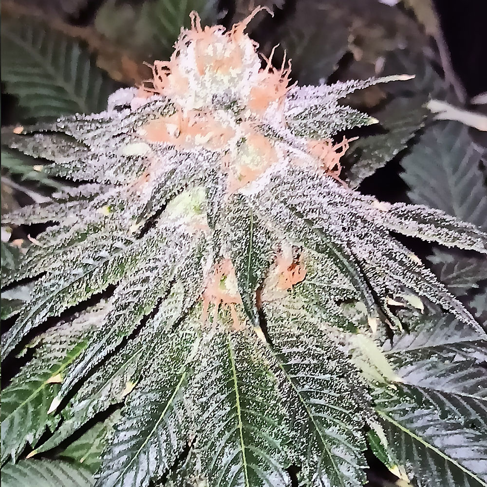 Cacao Kush - Legacy Line regular cannabis seeds - Bubba Kush x Purp ...